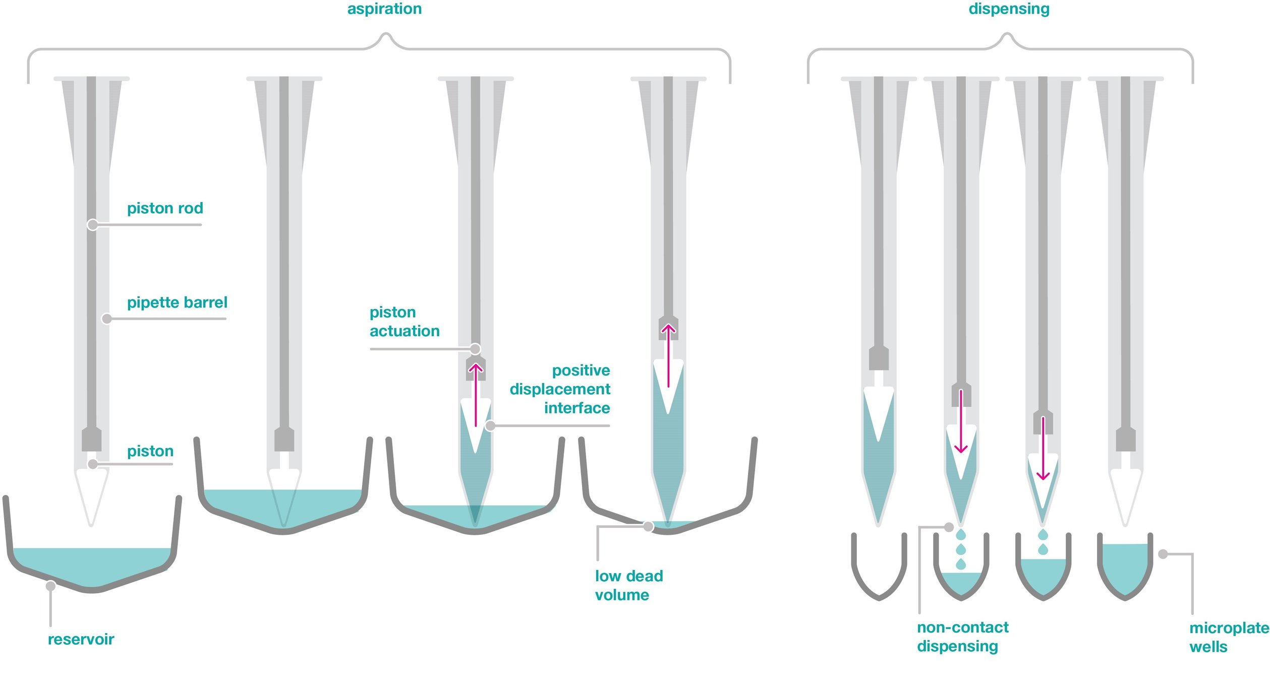 Unlock the full potential of 3D cell culture with positive displacement ...